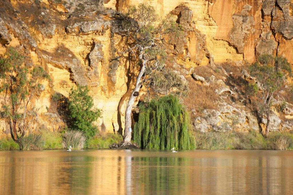 About the Mighty Murray River - Murray River Cruises