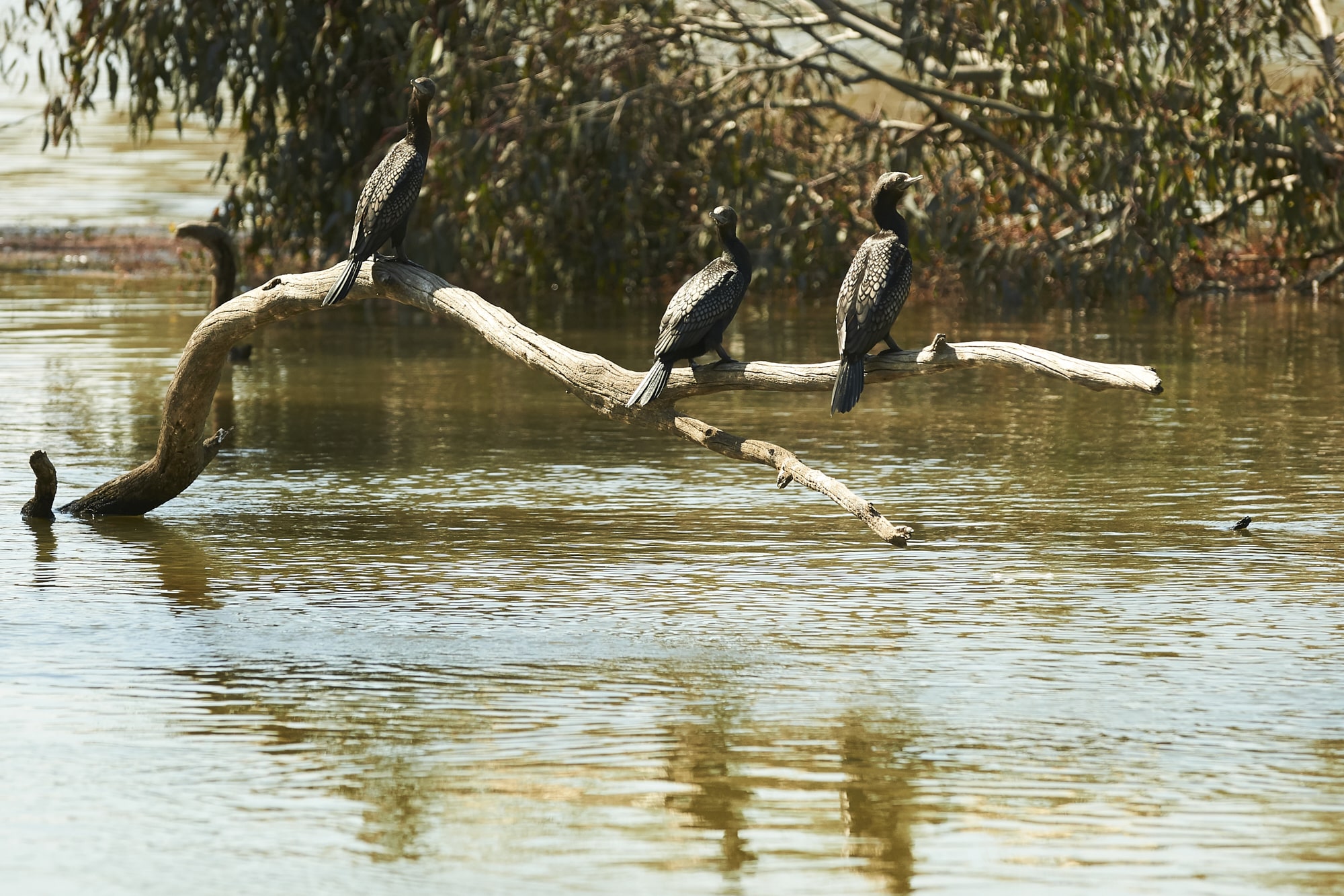 Your Guide to Murray River Cruises in Summer 2026 - Murray River Cruises