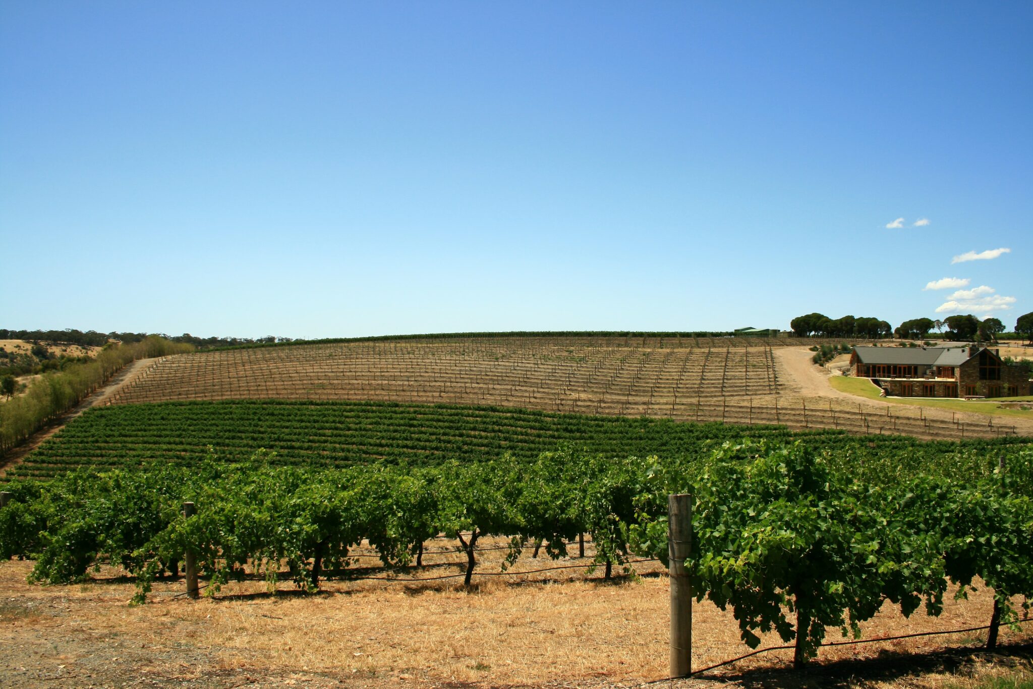 Your Ultimate Guide to the Murray River Region - Murray River Cruises