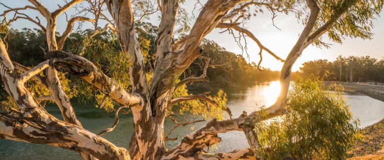 Your Ultimate Guide to the Murray River Region - Murray River Cruises